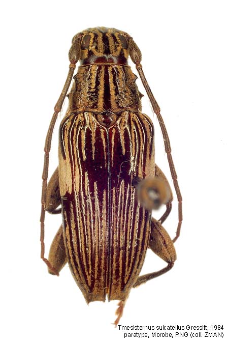 Papua Insects Foundation (Coleoptera/Cerambycidae/Lamiinae)